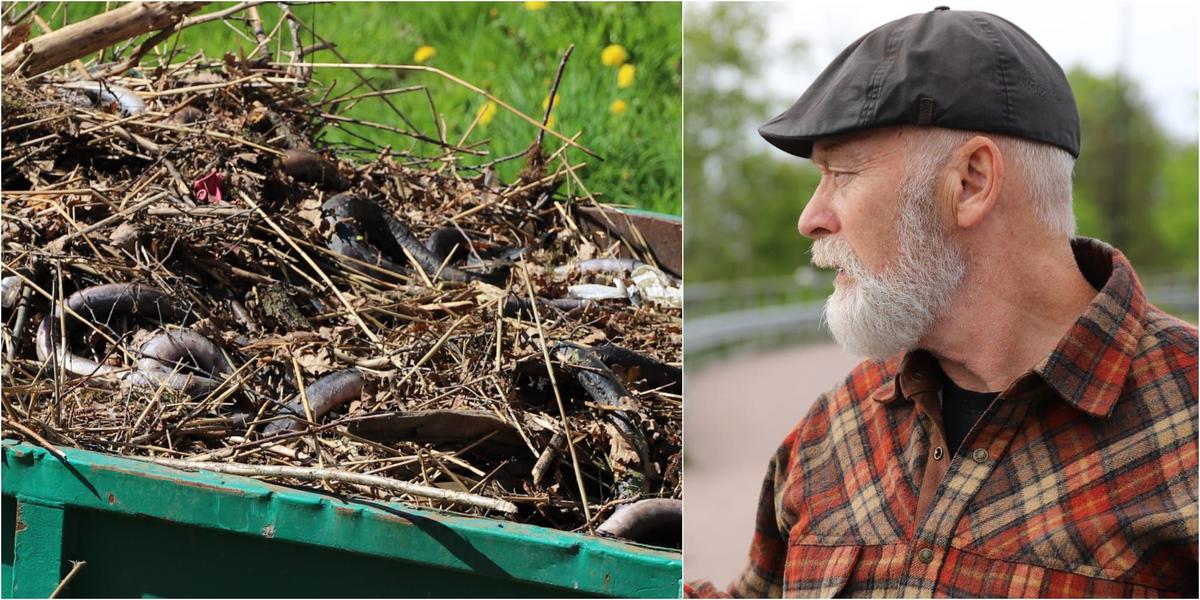 Ålar fastnar och dör vid Jonsereds kraftverk: ”Ren utrotning ...